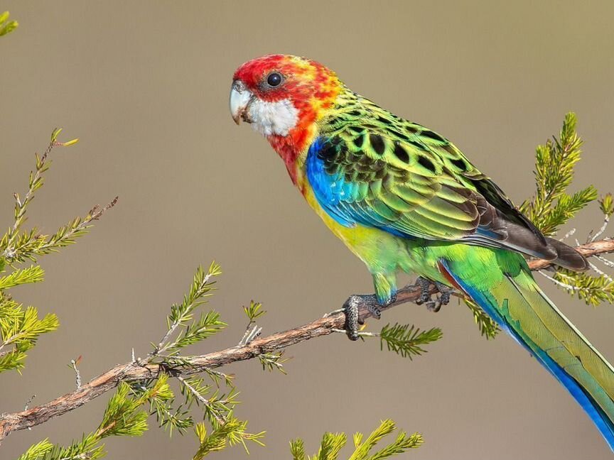 Розелла Пёстрая