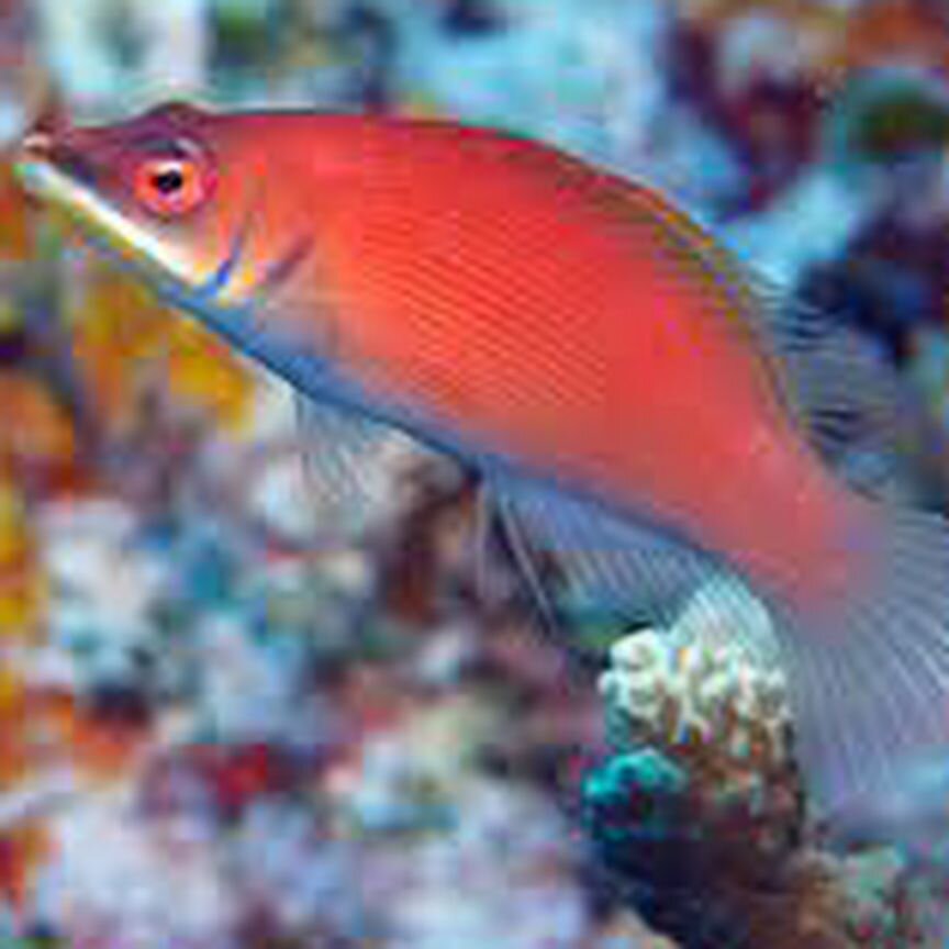 Морская рыбка Губан Эванидус (исчезающий)