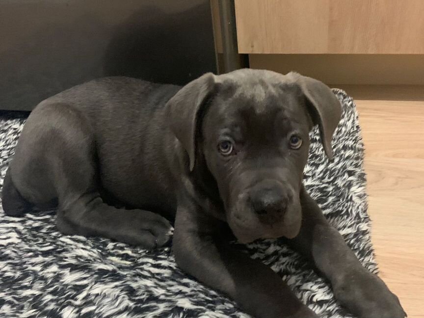 Щенки кане Корсо