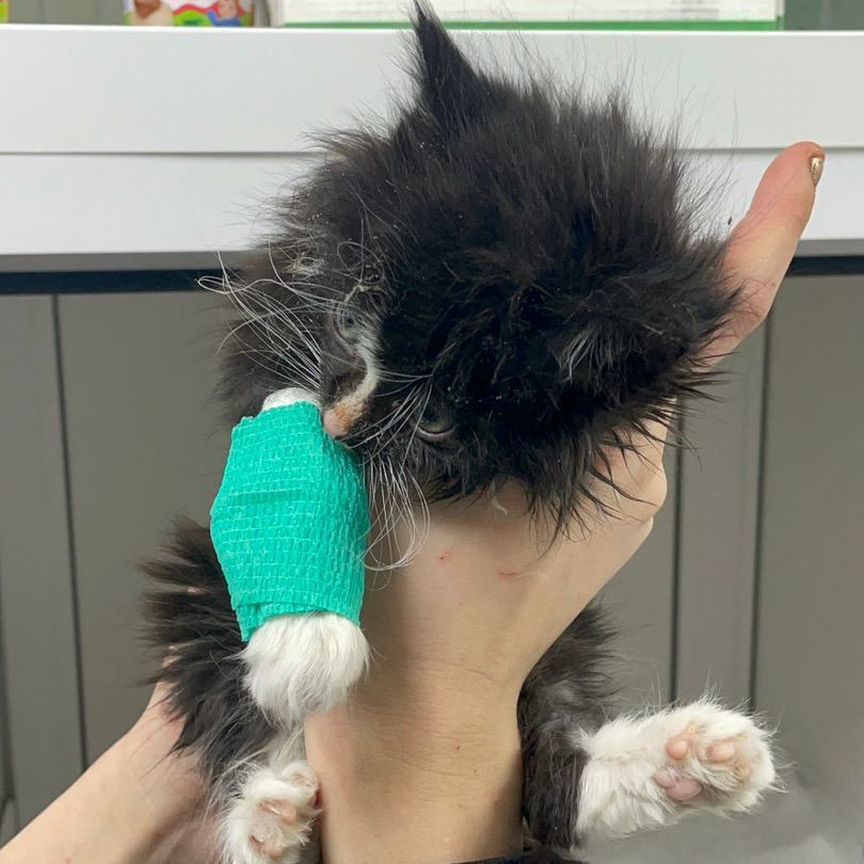 Котенок просидел в стене 3 дня