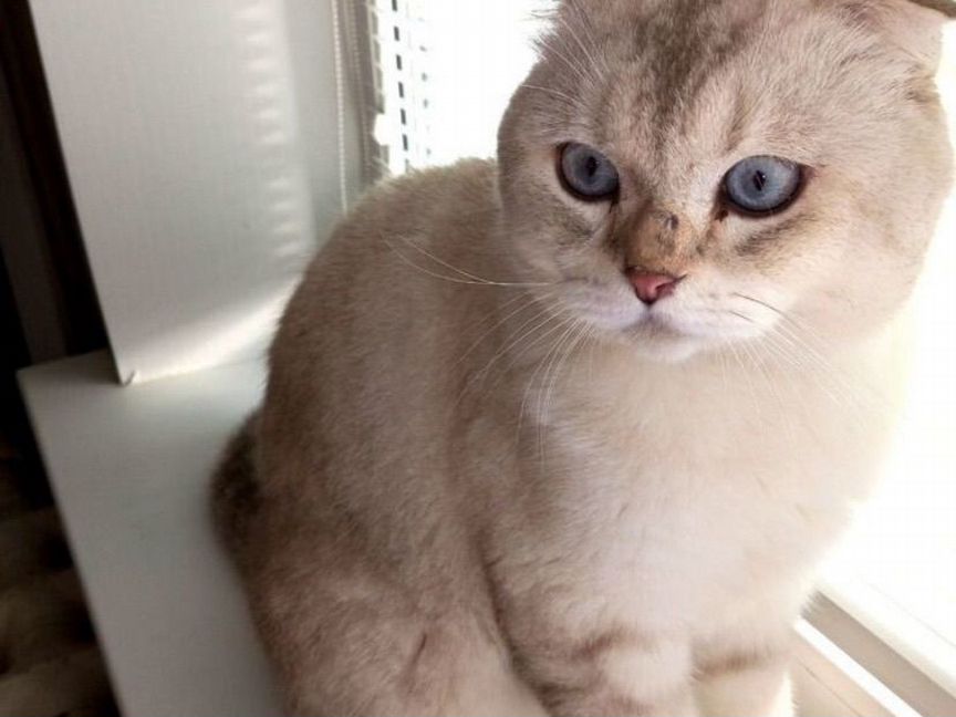 Шотландские котята. Родятся 14-18 мая