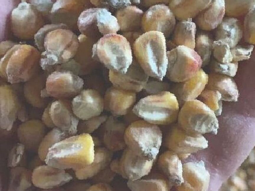 Кукуруза на корм