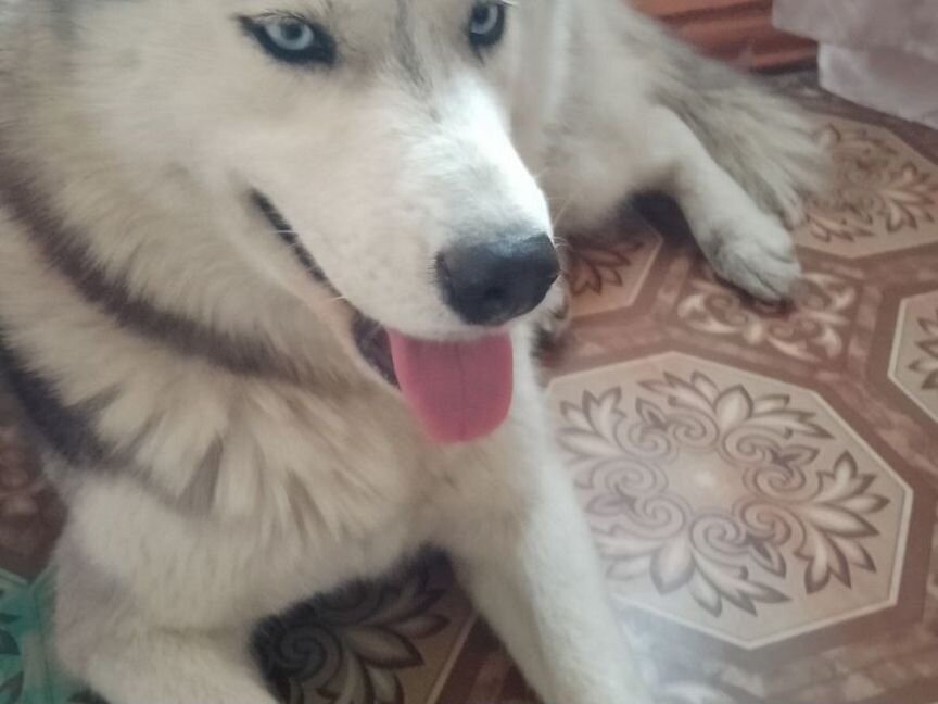 Продаю собаку хаски