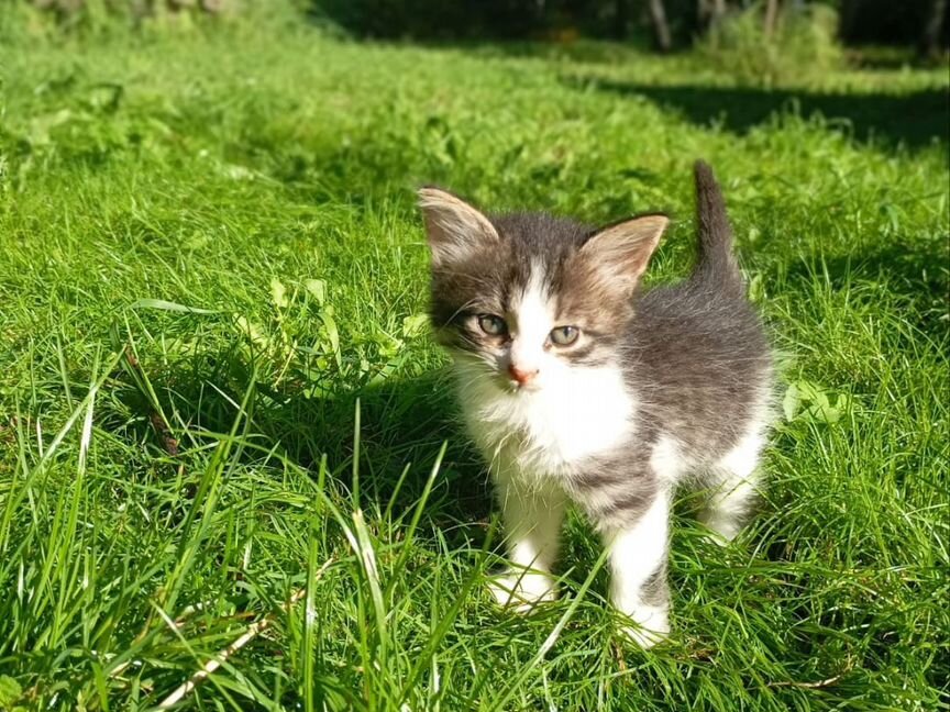 Веселые котята в добрые руки