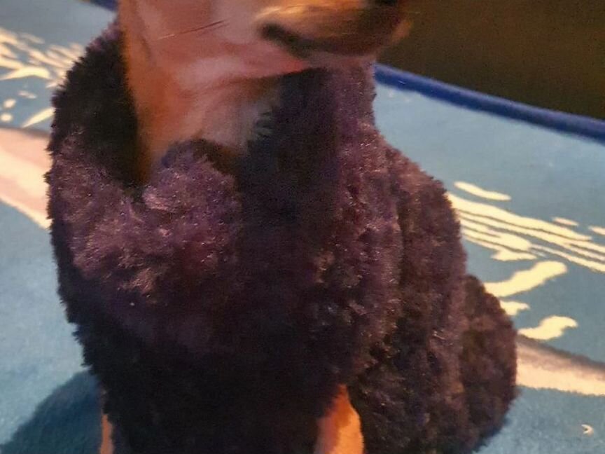 Вязанные кофточки свитерочки для собак и кошечек