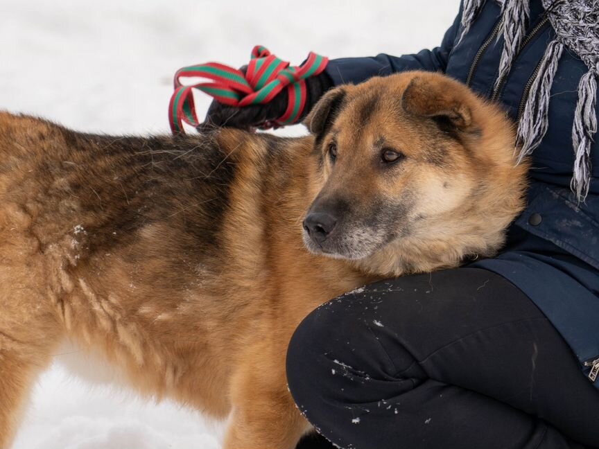 Замечательный медвежонок Локки ищет место в сердце