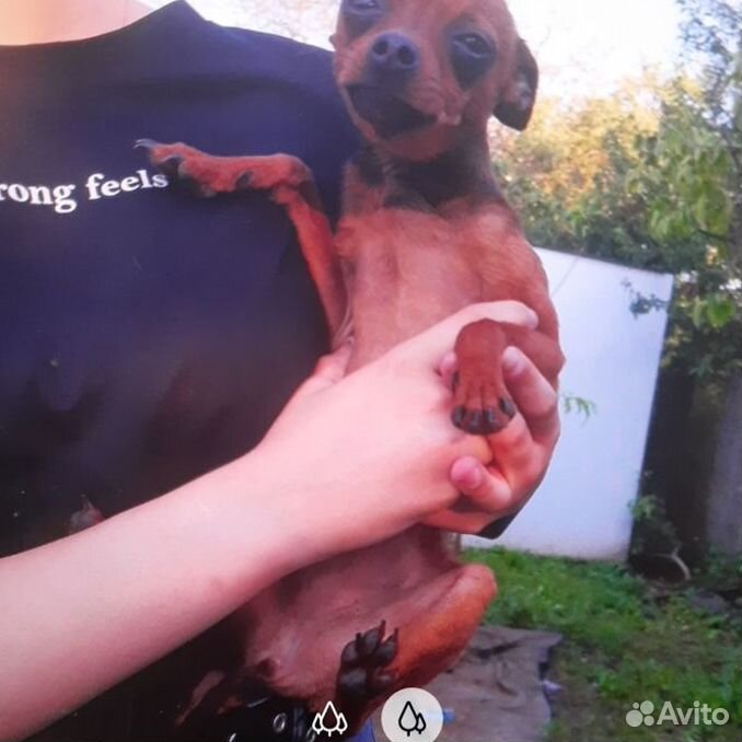 Девочка тойка