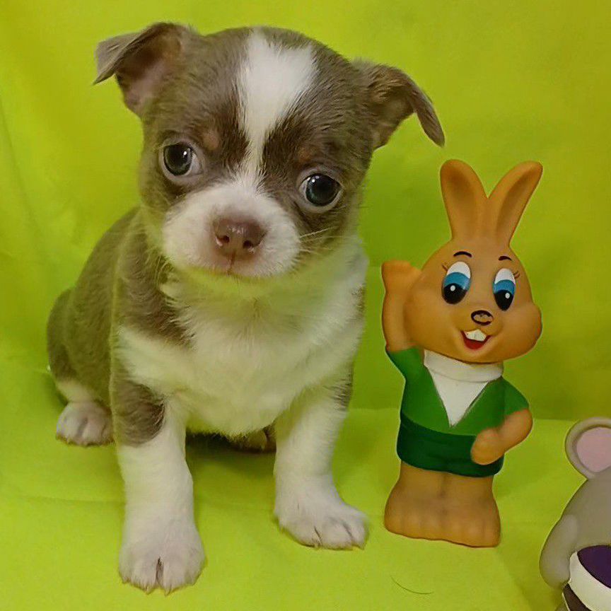 Чихуахуа, щенок