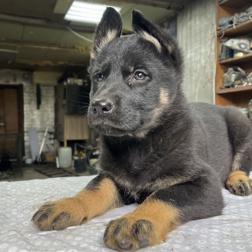 Немецкая овчарка, щенок