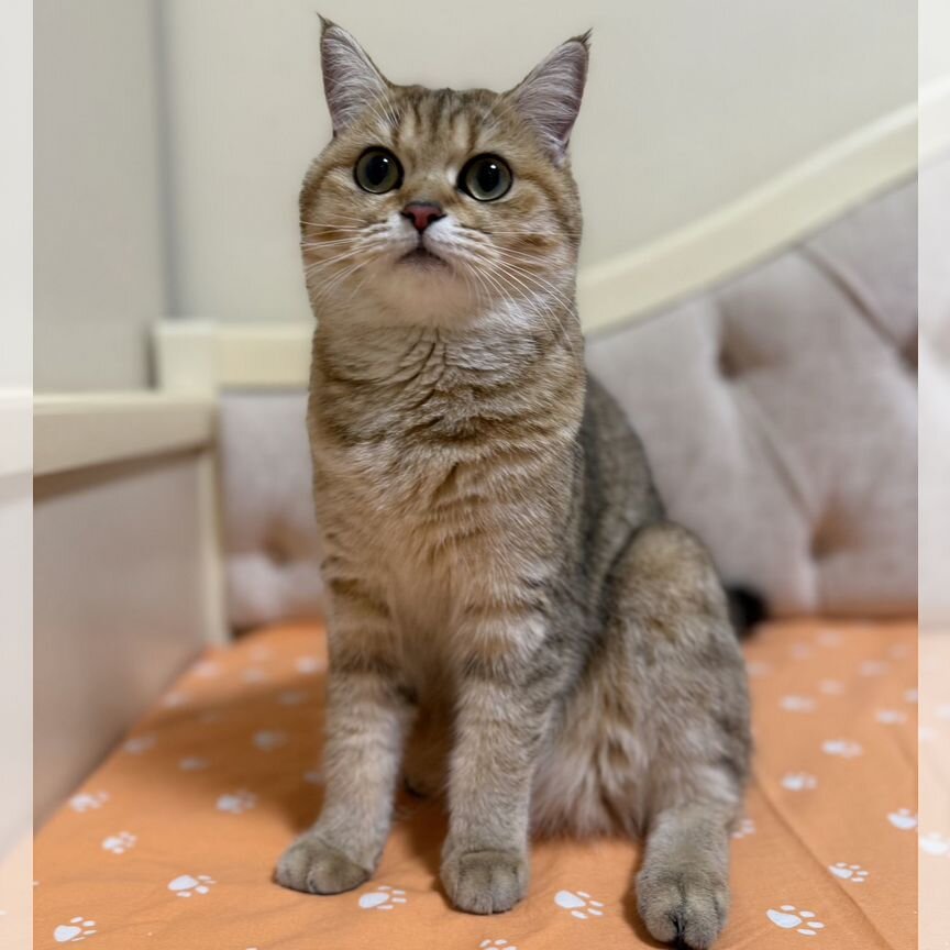 Шотландский прямоухий короткошёрстный котёнок
