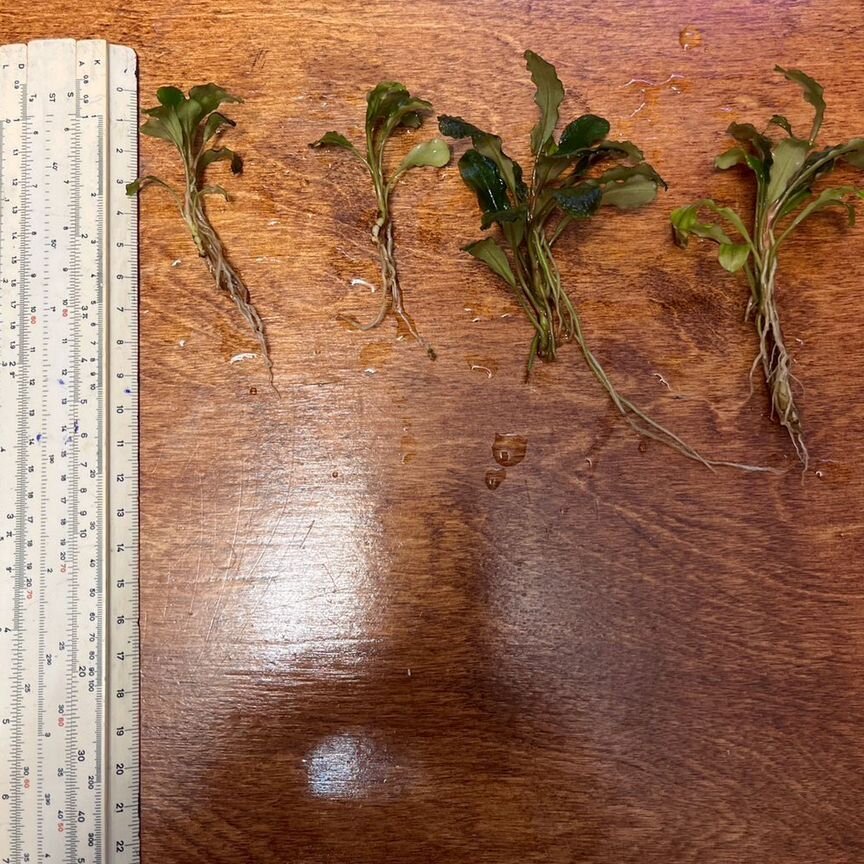 Буцефаландра