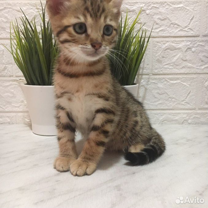 Бенгальская кошка продажа
