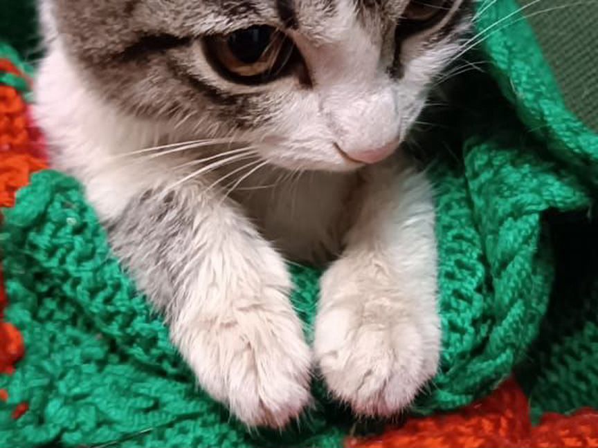 Котёнок с большими жёлтыми глазами