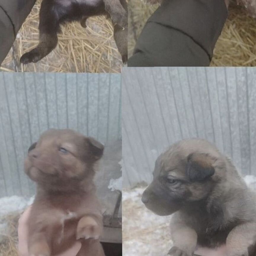 Щенки хорошим людям