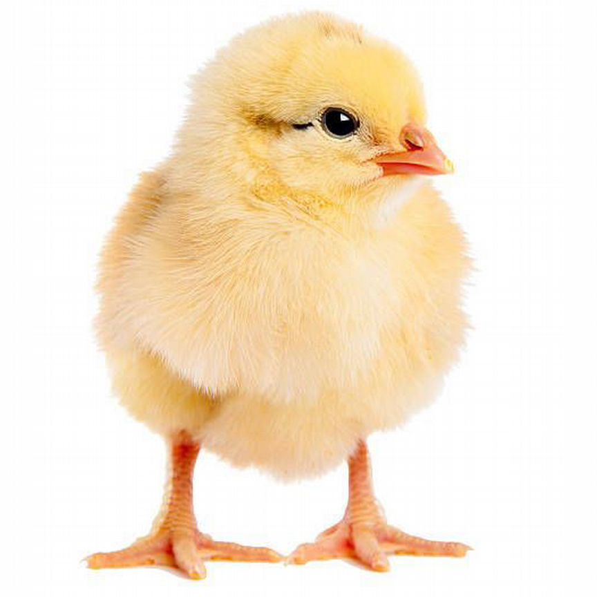 Цыплята бройлеры суточные