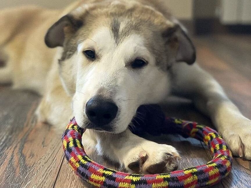 Собака в добрые руки