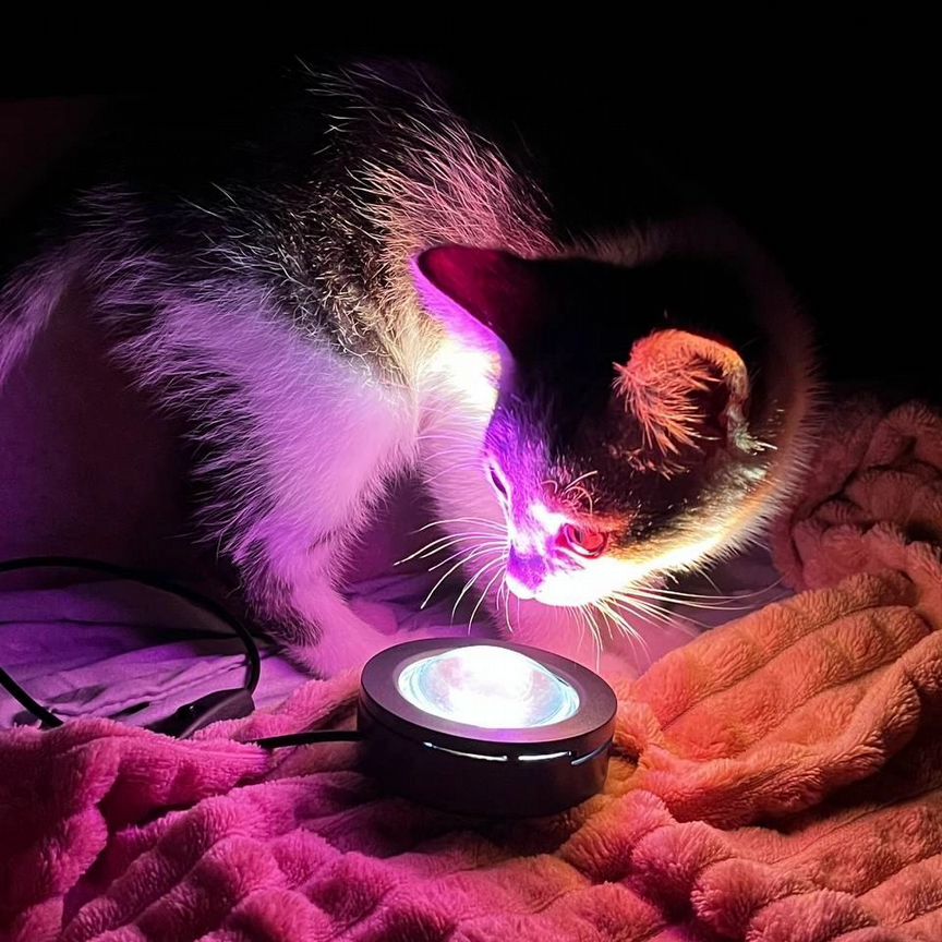 Котёнок в любящую семью