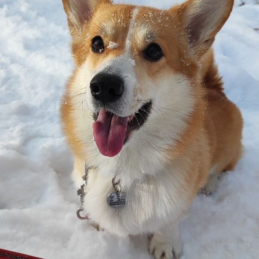 Продам корги