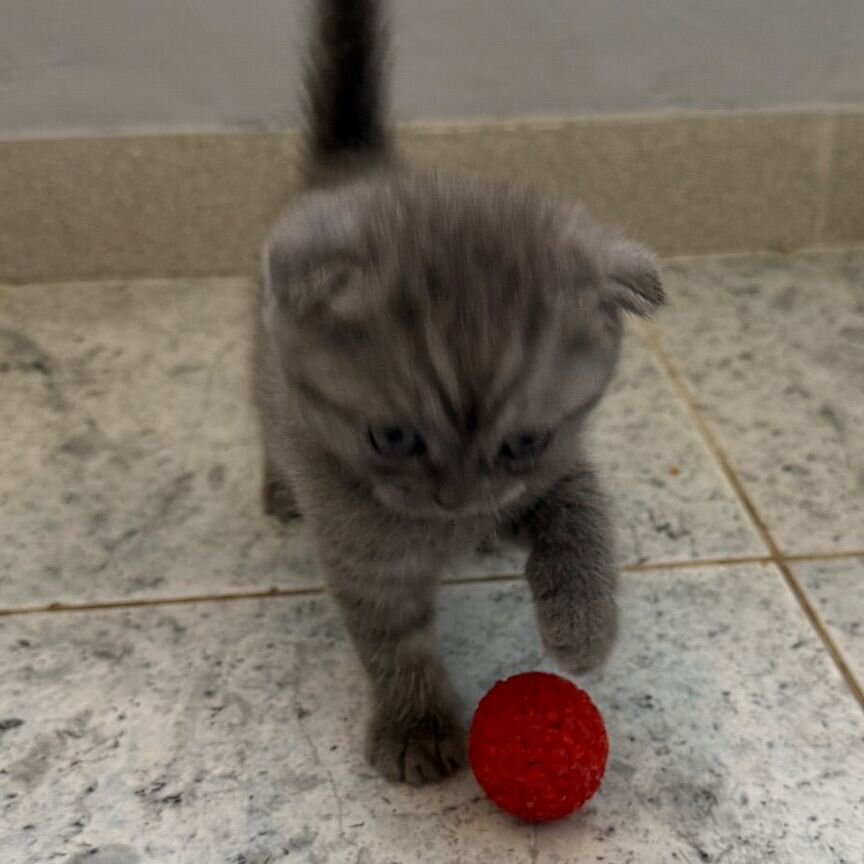 Шотландский вислоухий короткошёрстный котёнок