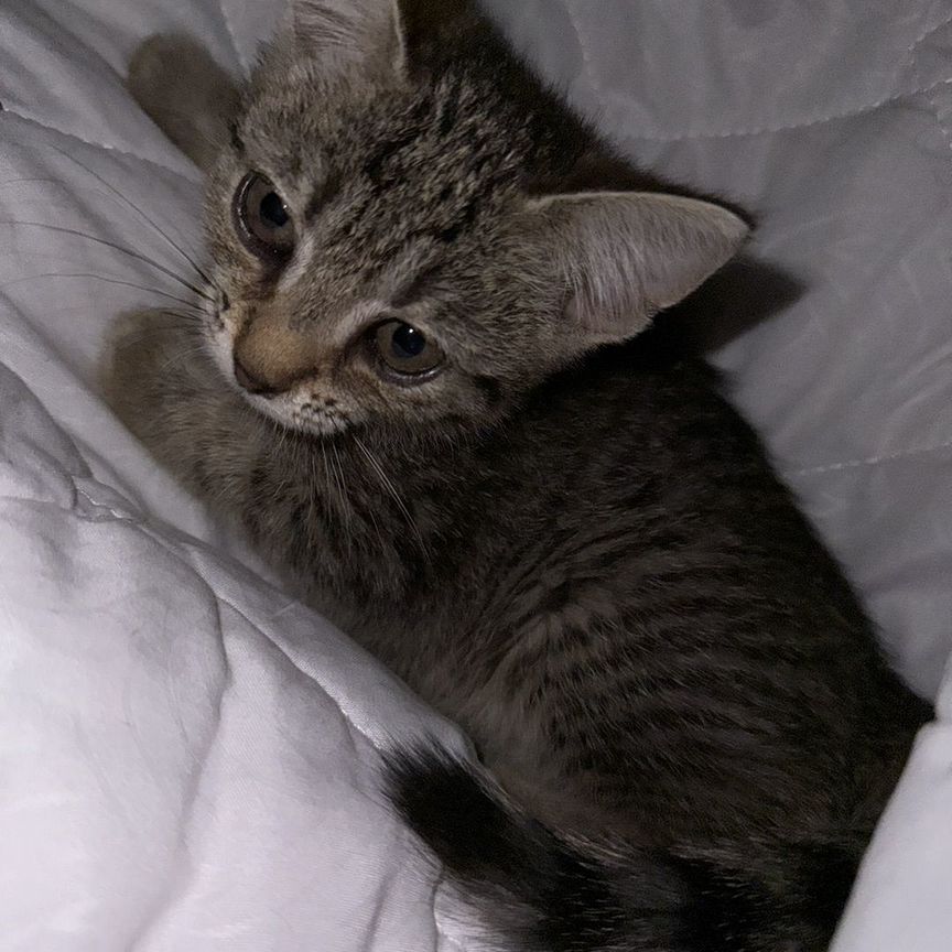 Кошка