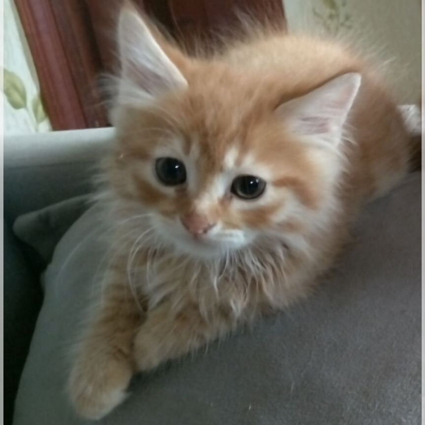 Курильский бобтейл длинношёрстный котёнок