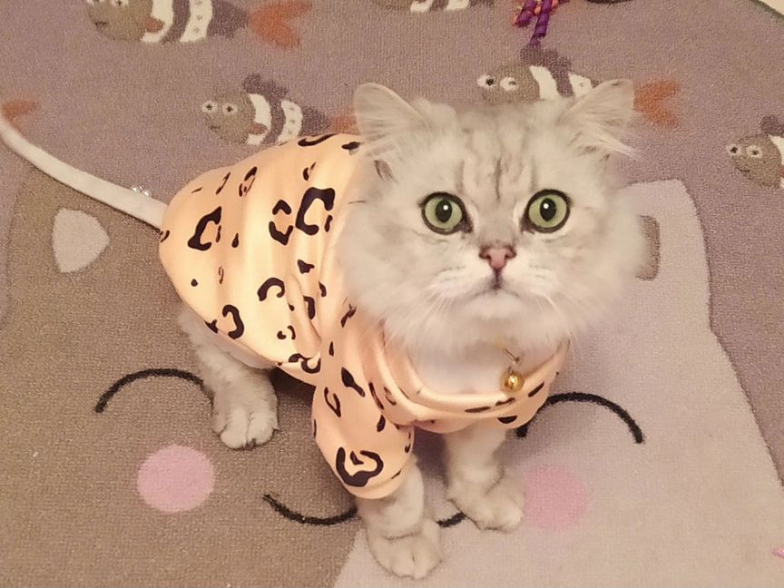 Персидский котик)