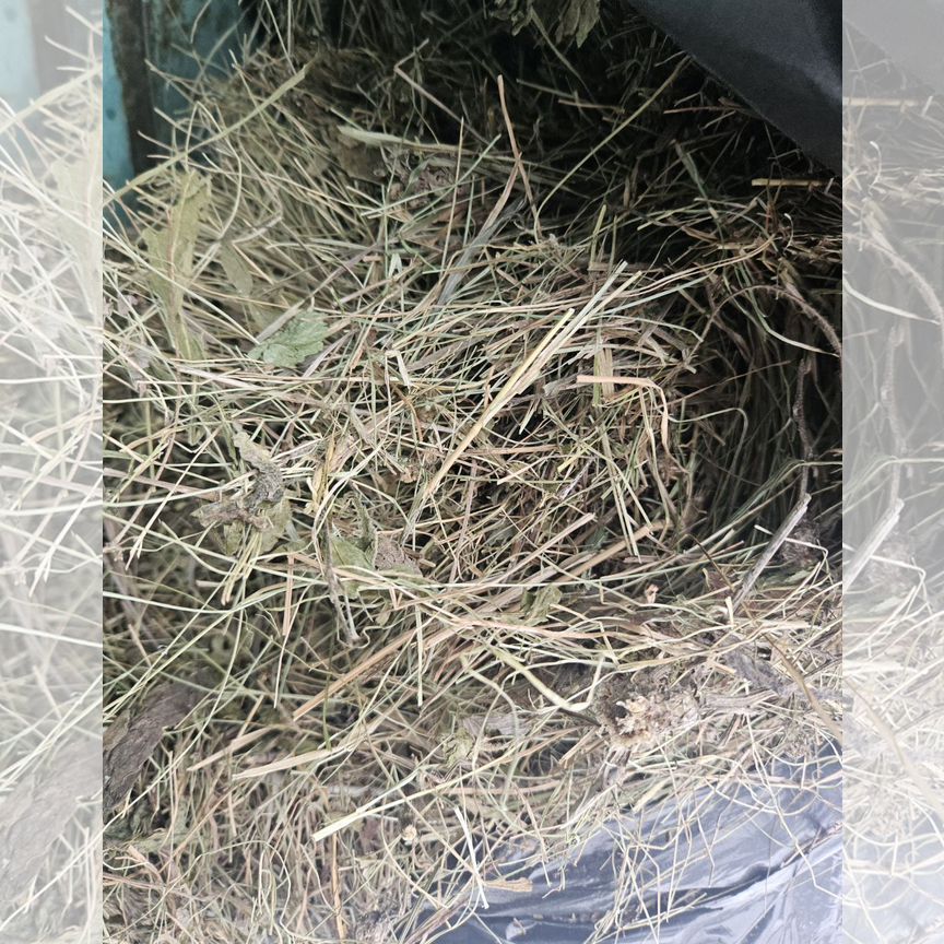 Сено,для морских свинок