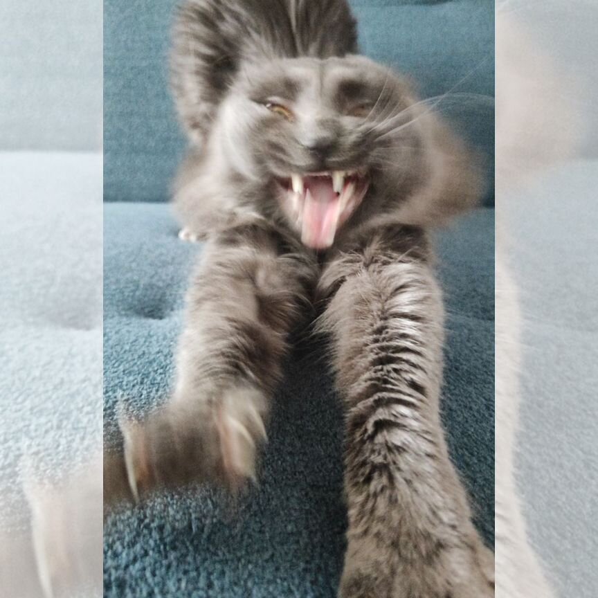 Нибелунг кот