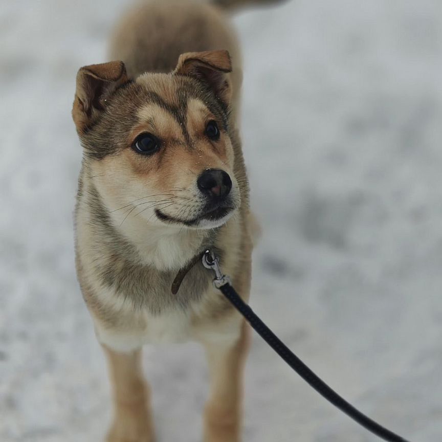 Щенок в добрые руки