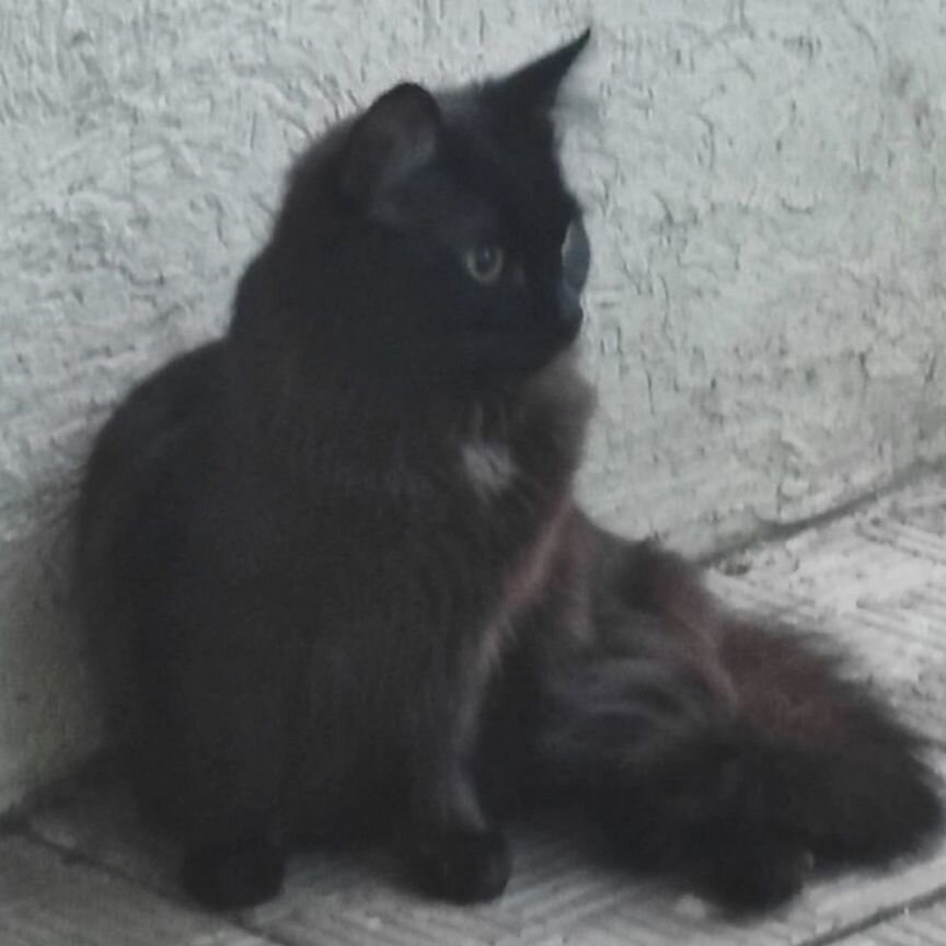 Котик подросток ищет дом