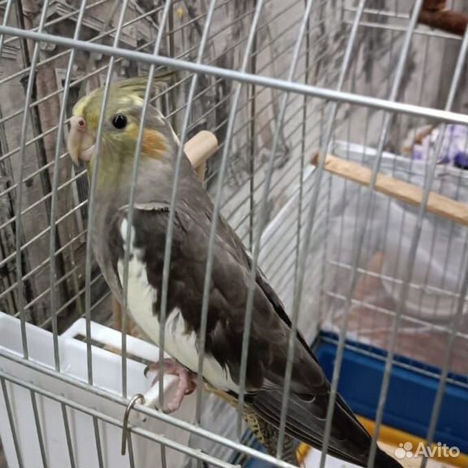 Продам молодых ручных корелл