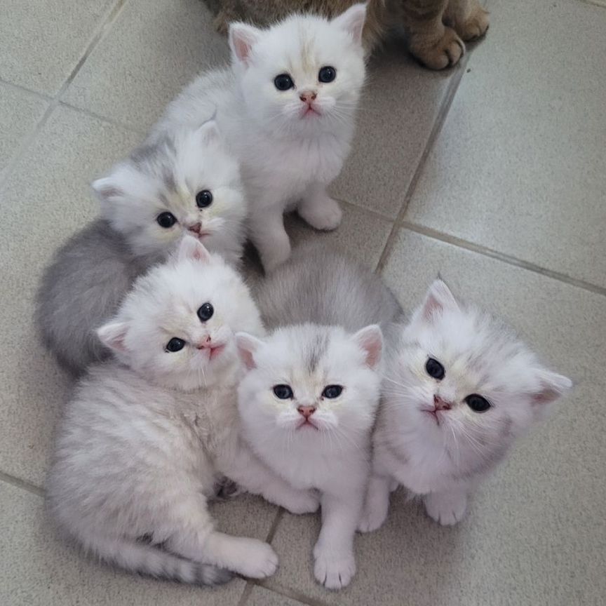 Британский короткошёрстный котёнок