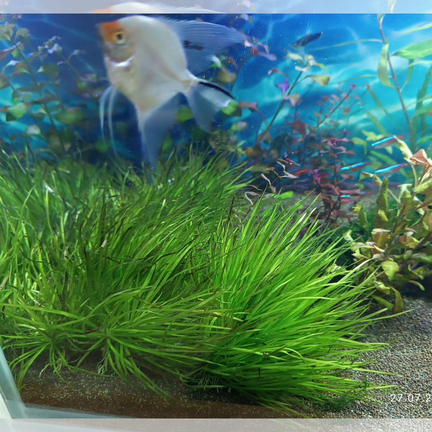 Бликса. Аквариумные растения