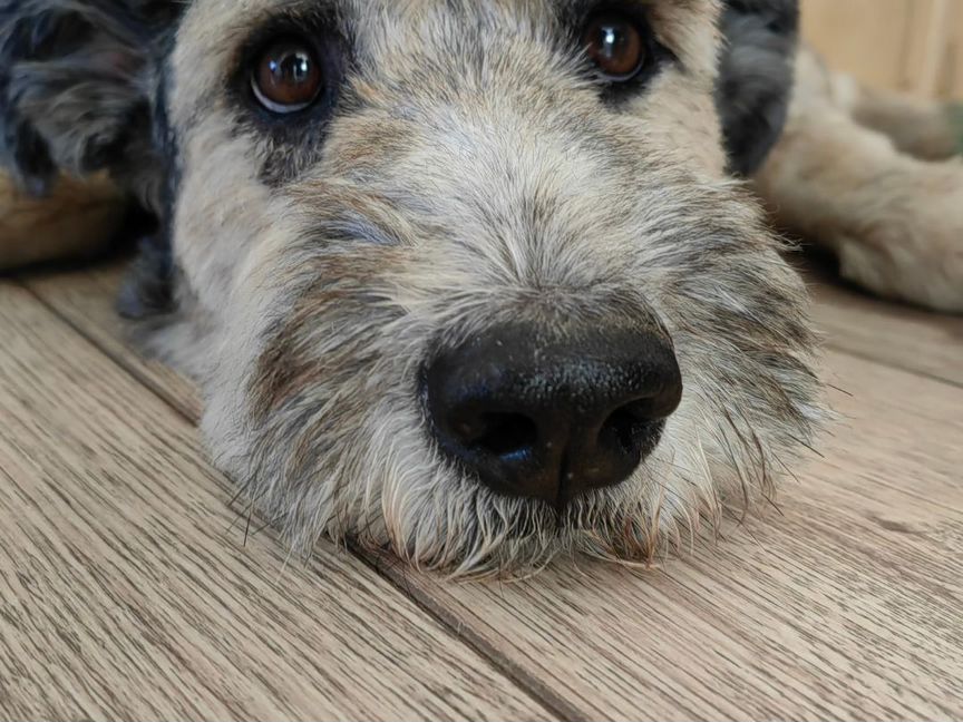 Пряник в очень крепкие добрые руки