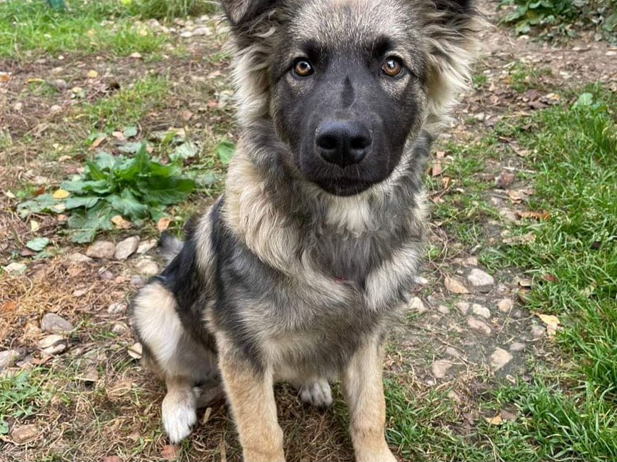 Щенок Яшмик в дар