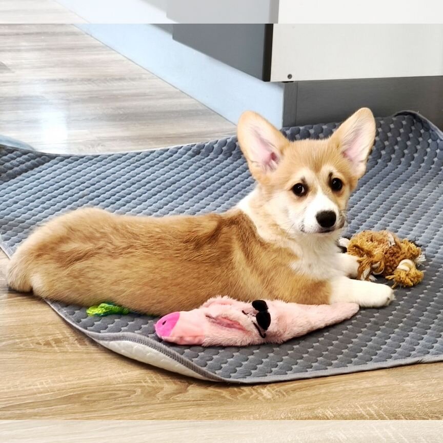 Вельш Корги Пемброк, щенок