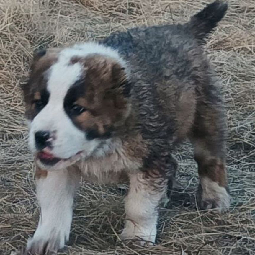 Кавказская овчарка, щенок