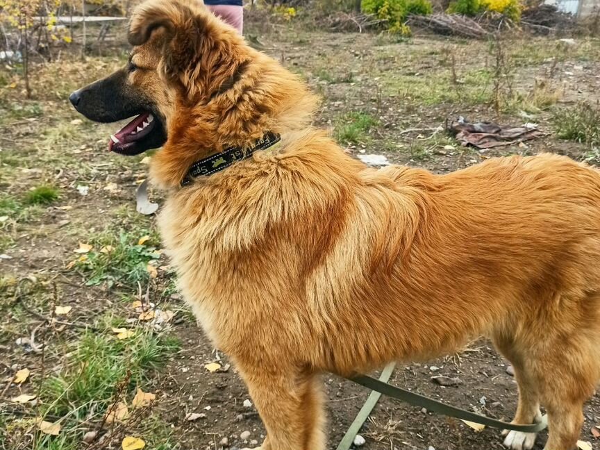 Молодой пёс ян в добрые руки