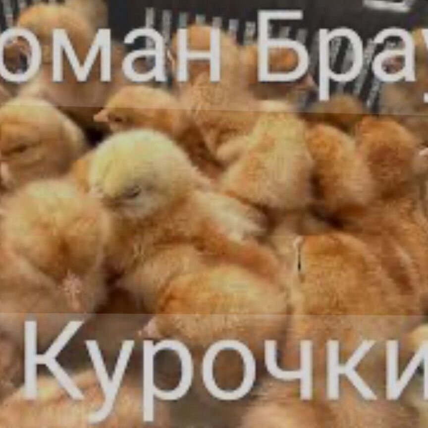 Цыплята Ломан Браун 12.02 Запись