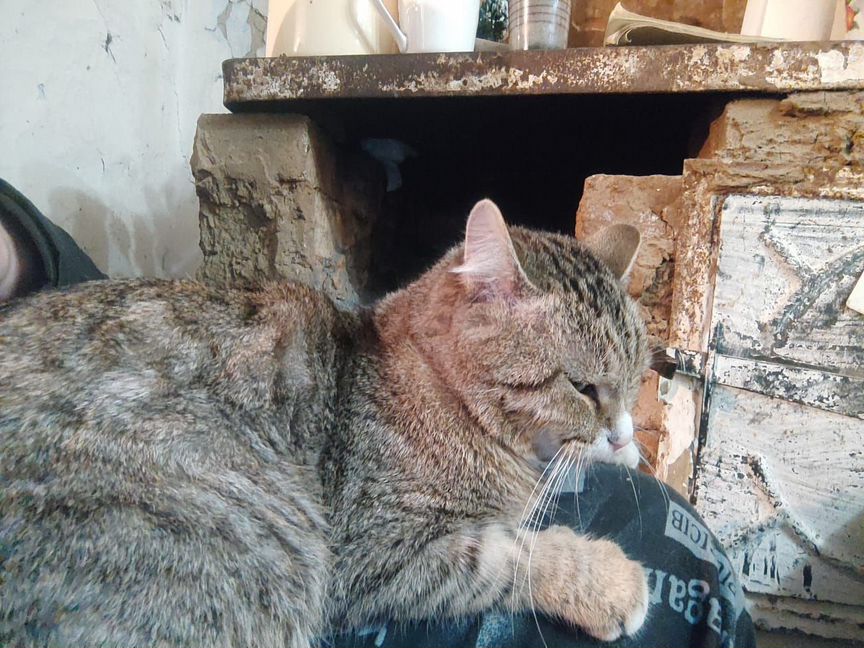 Кот