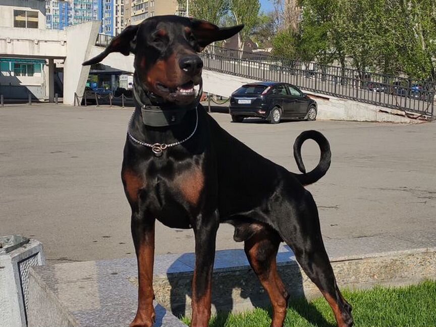Доберман кобель в поиске невесты. Вязка бесплатно