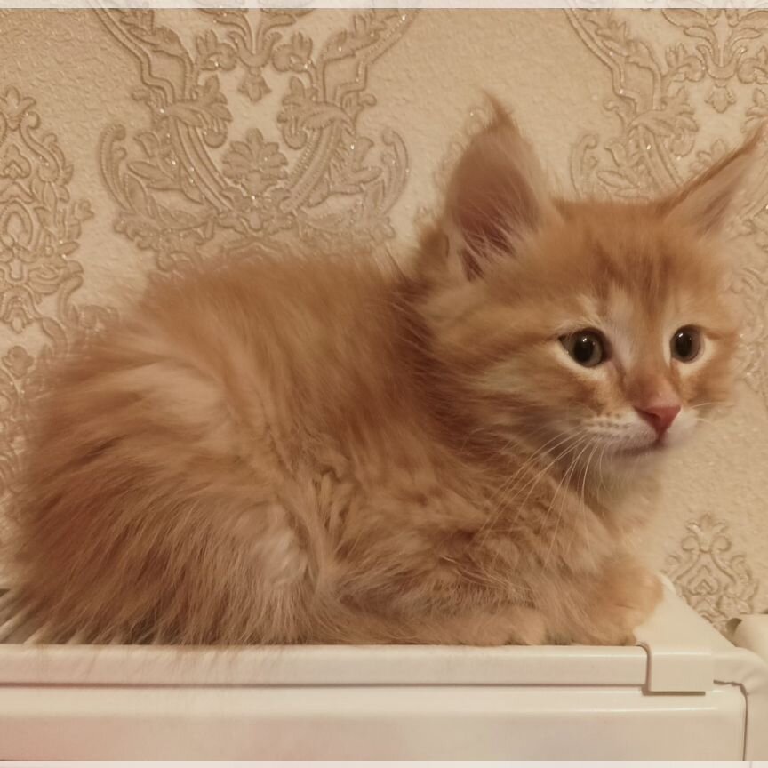 Сибирские котята