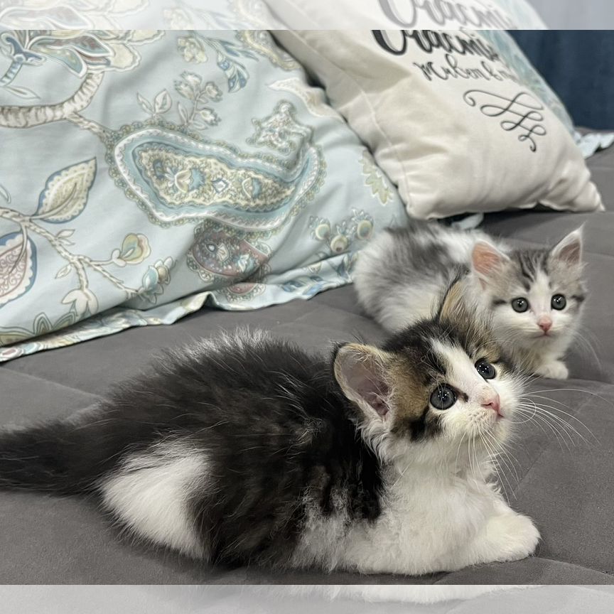 Котята в добрые руки