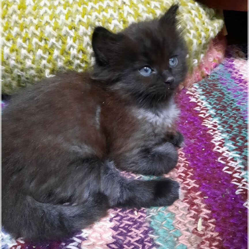 Котёнок в добрые руки