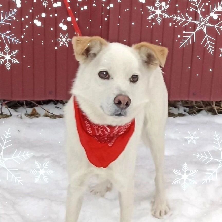 Красивый милый пёсик Саймон