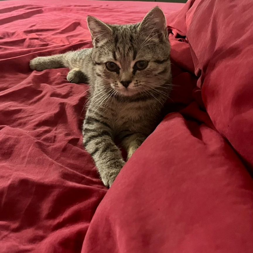 Котёнок в добрые руки