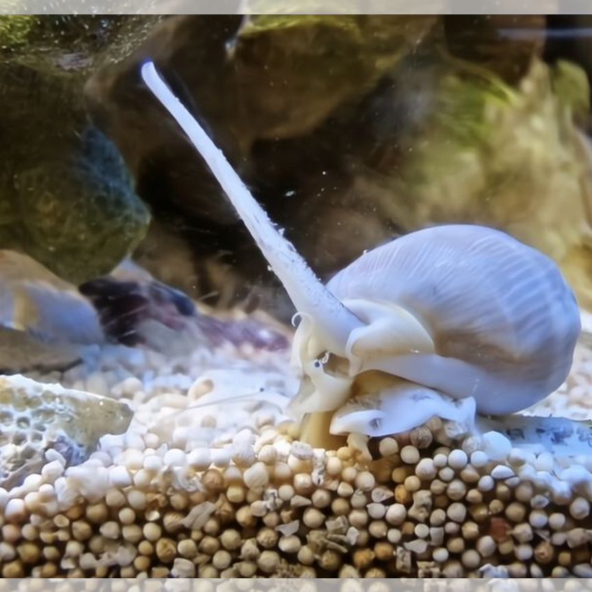 Улитка Носариус