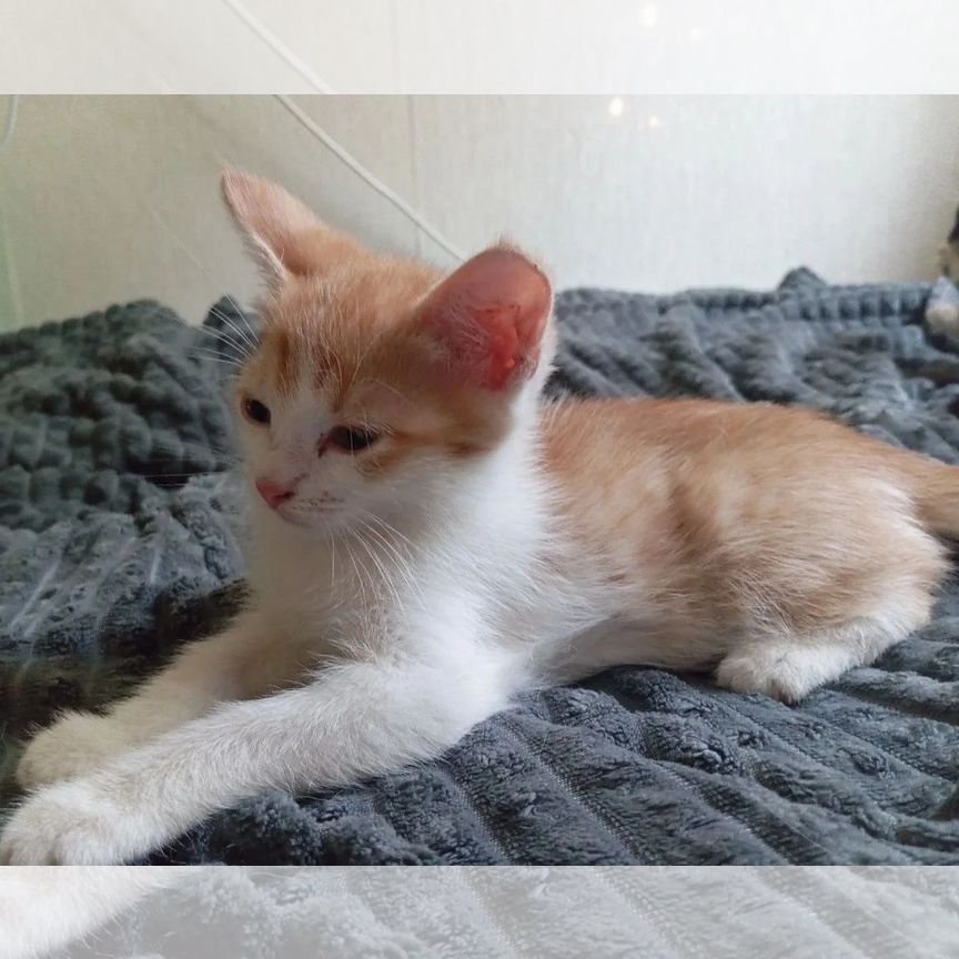 Котёнок в добрые руки