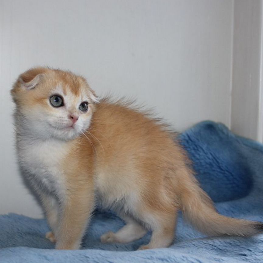 Шотландский вислоухий короткошёрстный котёнок