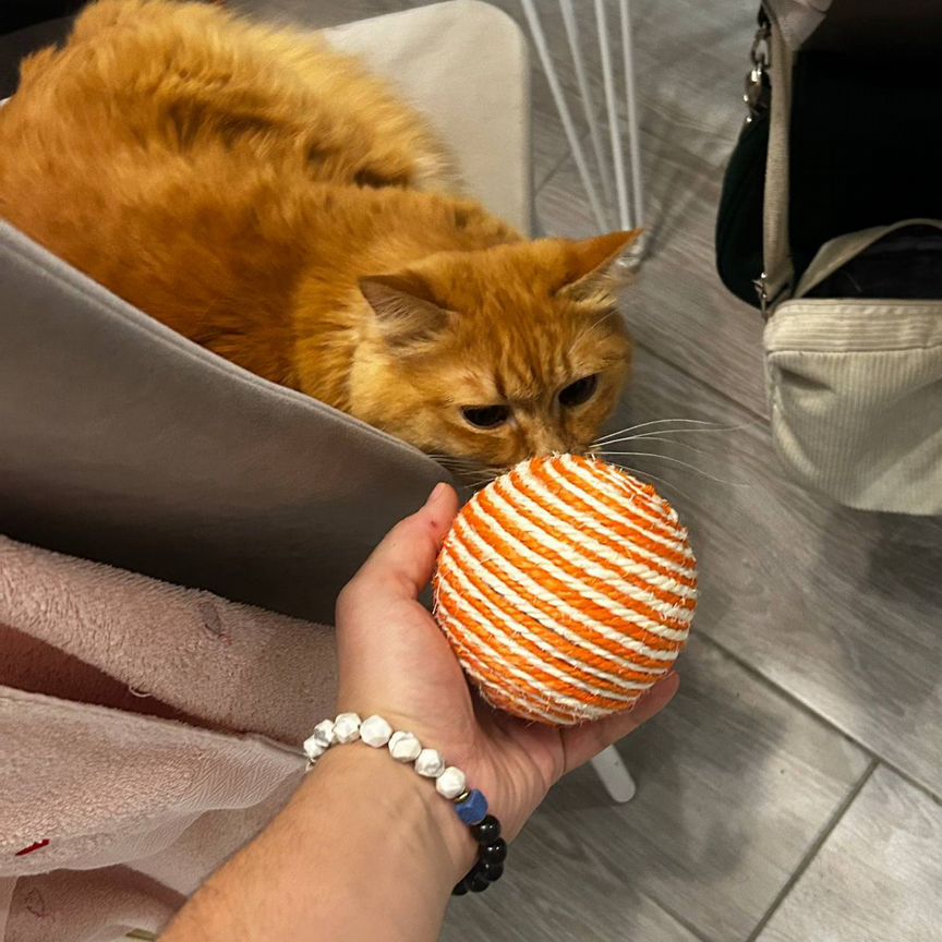 Сибирский, взрослый кот